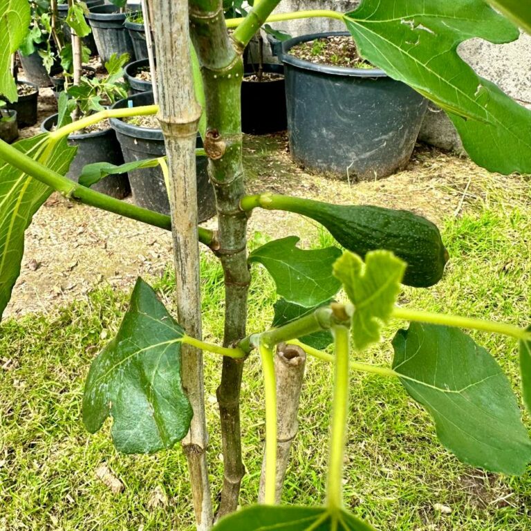 Ficus Carica -Brown Turkey Figs (Standard) - L&M Landscapes