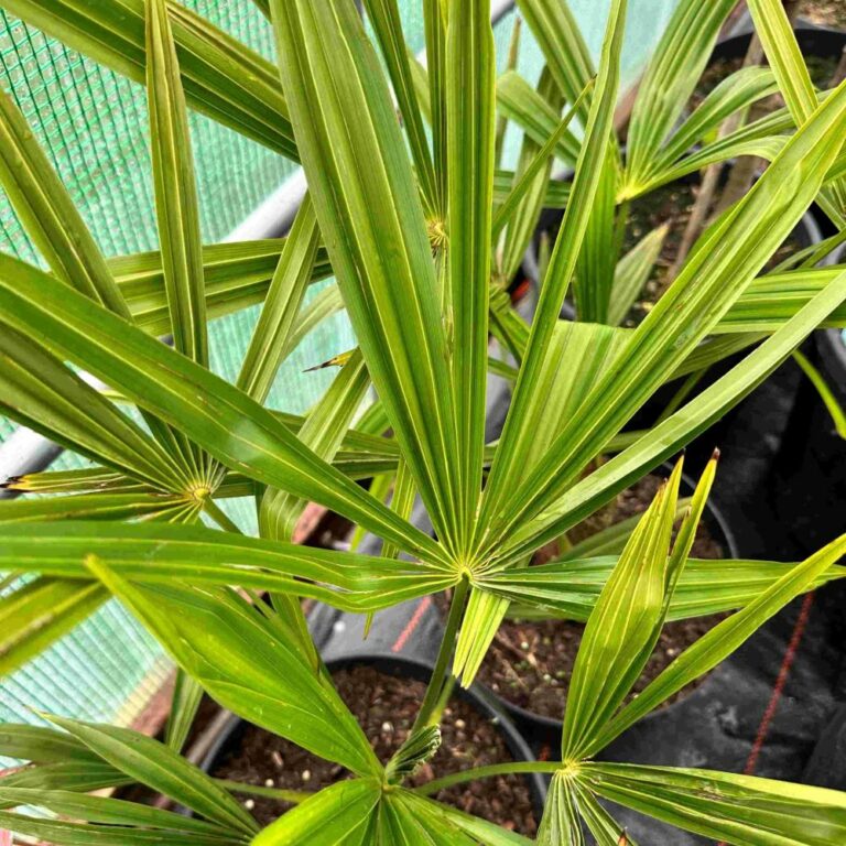 Trachycarpus Fortunei - Palm - L&M Landscapes